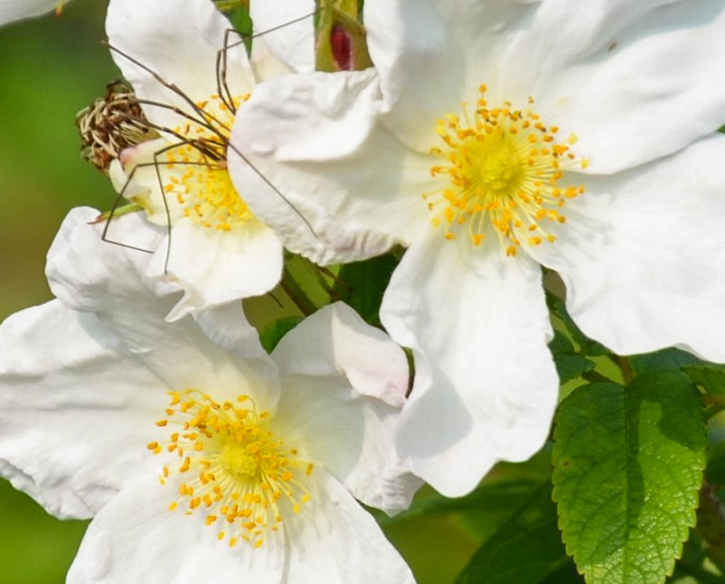 Datei:Freiheisrose, Mela Roses 1-2-w.jpg – Rose-Biblio