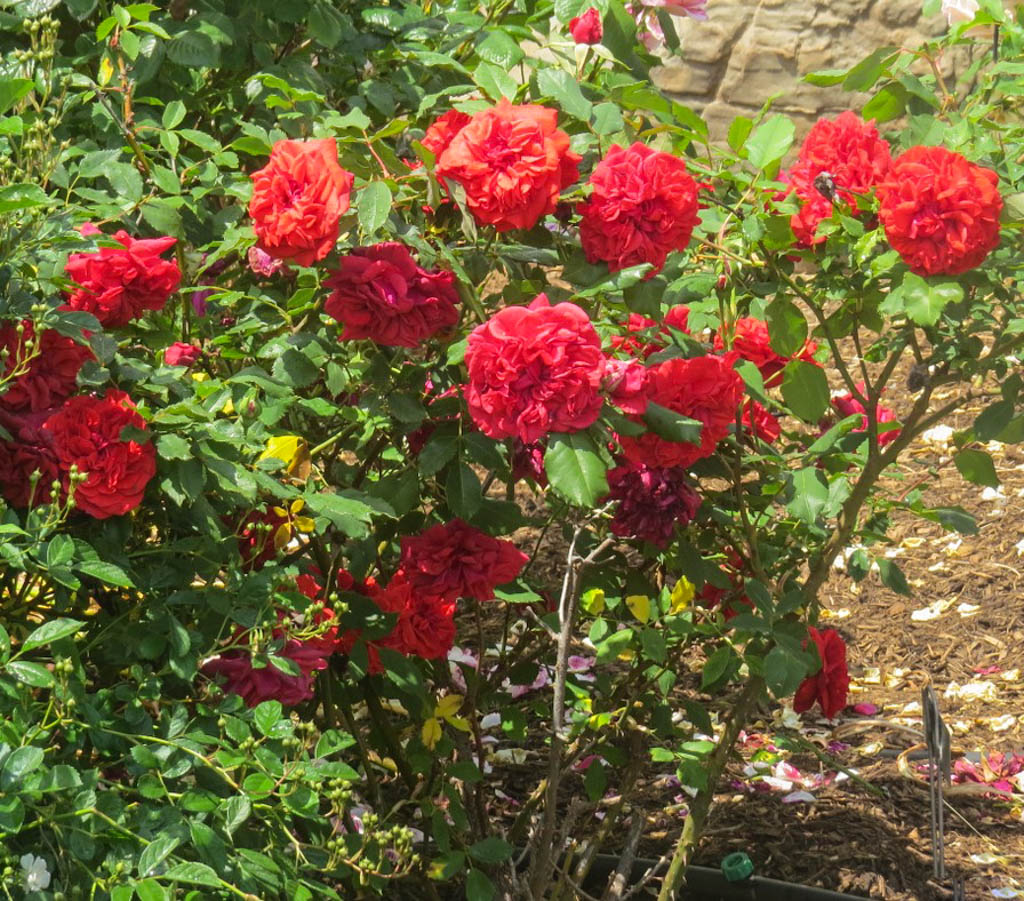 Datei:Geranium Red, Margaret Furness-2-w.jpg – Rose-Biblio Datei:Geranium Red, Margaret Furness-2-w.jpg – Rose-Biblio