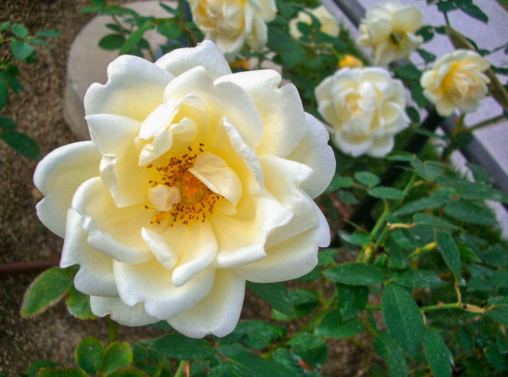 Datei:Mrs. Charles Lamplough, asakaho luis ryuta-2-w.jpg – Rose-Biblio