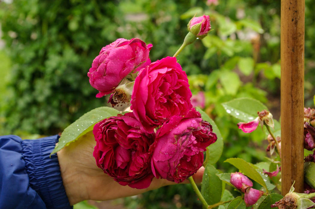 Leopold Ritter – Rose-Biblio