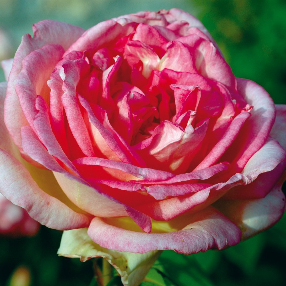 Datei:Triomphe de Guillot Fils, Roseraie Guillot.jpg – Rose-Biblio Datei:Triomphe de Guillot Fils, Roseraie Guillot.jpg – Rose-Biblio