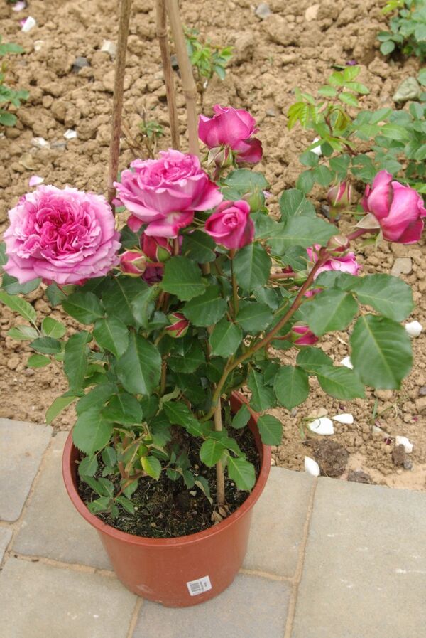 Agnès Schilliger – Rose-Biblio