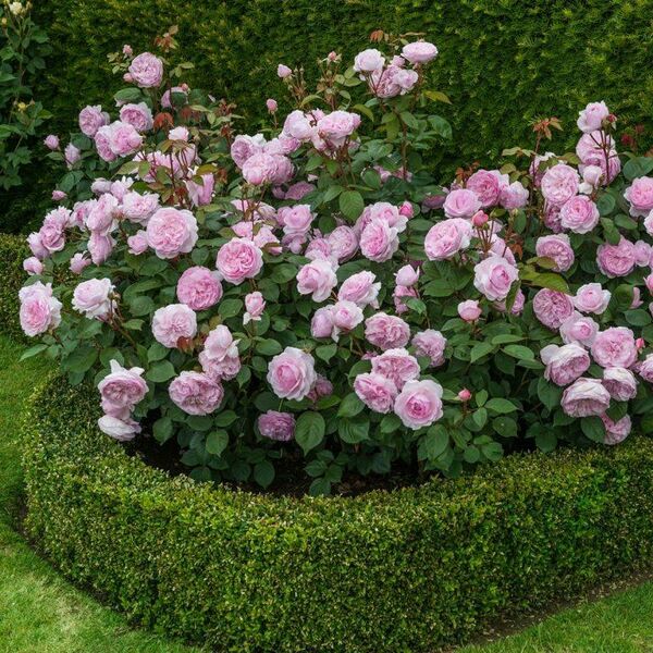 Datei:Maria Theresia, GardenLux 2.jpg – Rose-Biblio