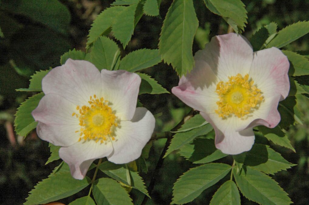 Rosa laxa Retz. – Rose-Biblio