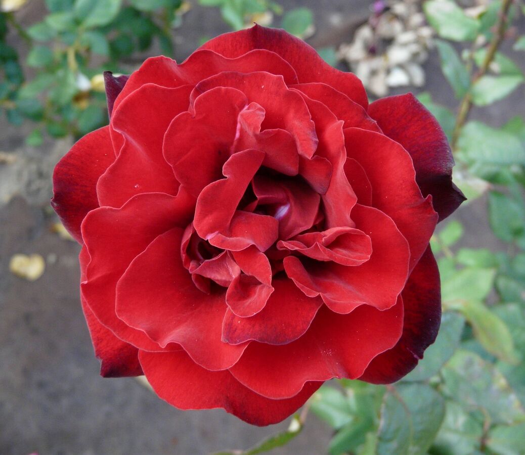 Datei:Barkarole, Andrea Moro, Università di Trieste 1.jpg – Rose-Biblio