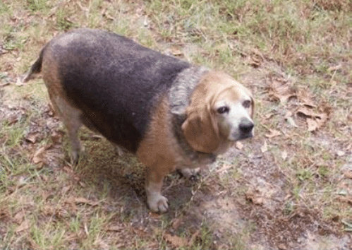 Immunity Doggo - 8chanmania