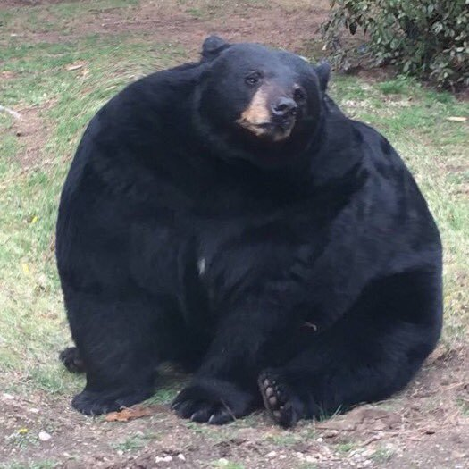 Round Bear - 8chanmania