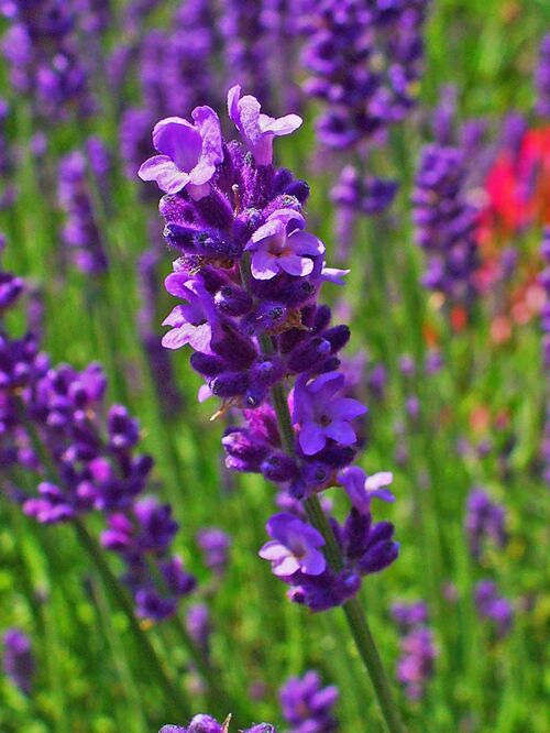 Lavandula angustifolia (English lavender) - WikiGardener - The ...