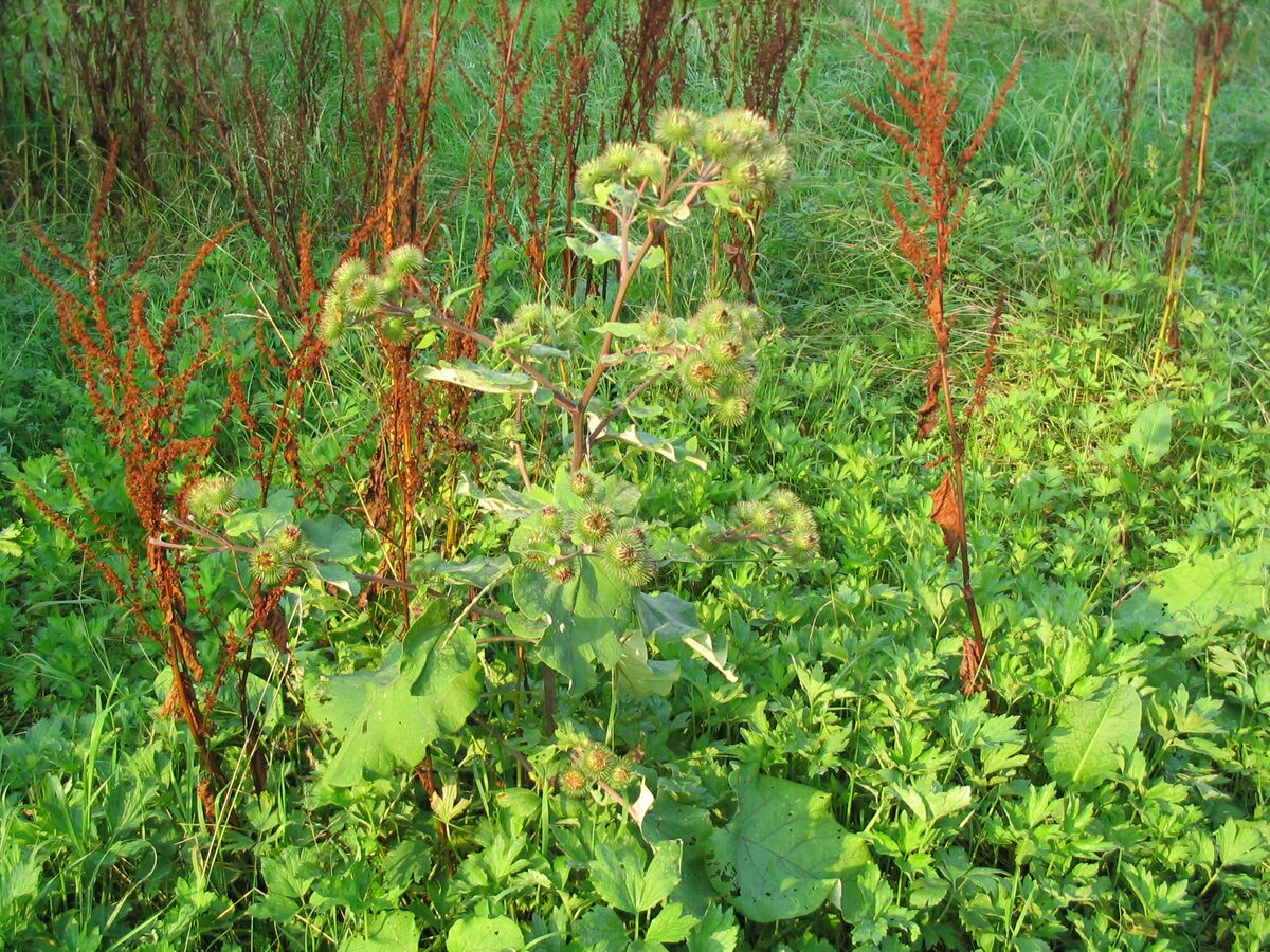 Klette – Gartenbuch