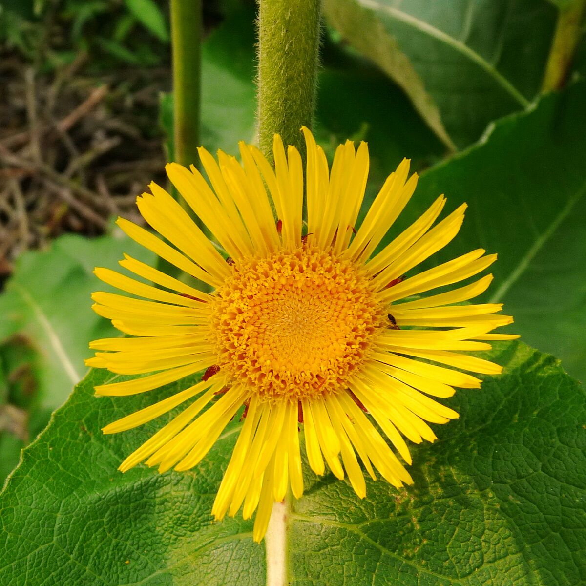 Alant – Gartenbuch