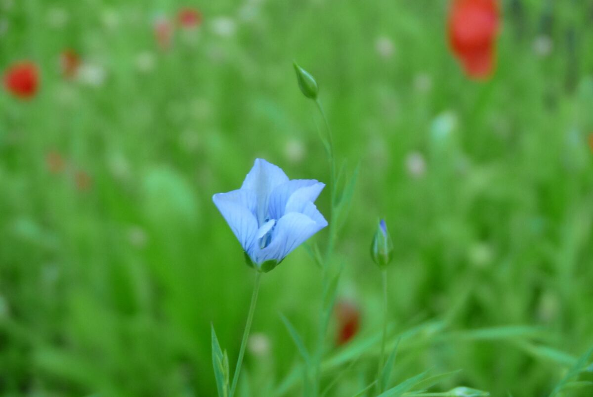 Lein – Gartenbuch