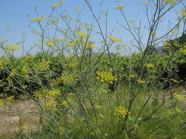 Fenchel – Gartenbuch