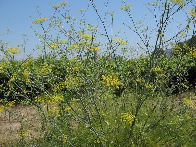Fenchel – Gartenbuch