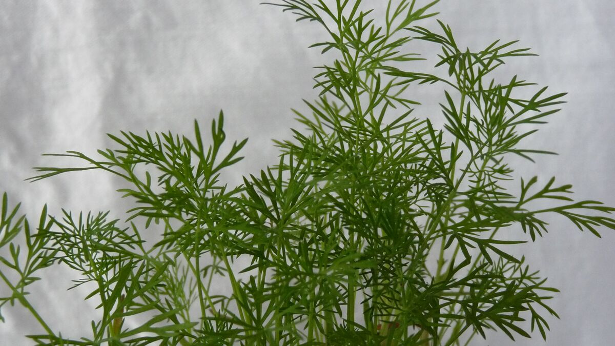 Dill – Gartenbuch