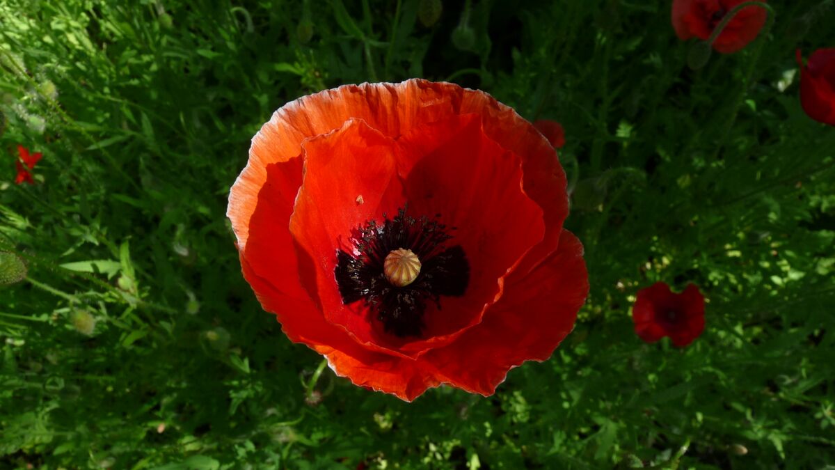 Klatschmohn – Gartenbuch