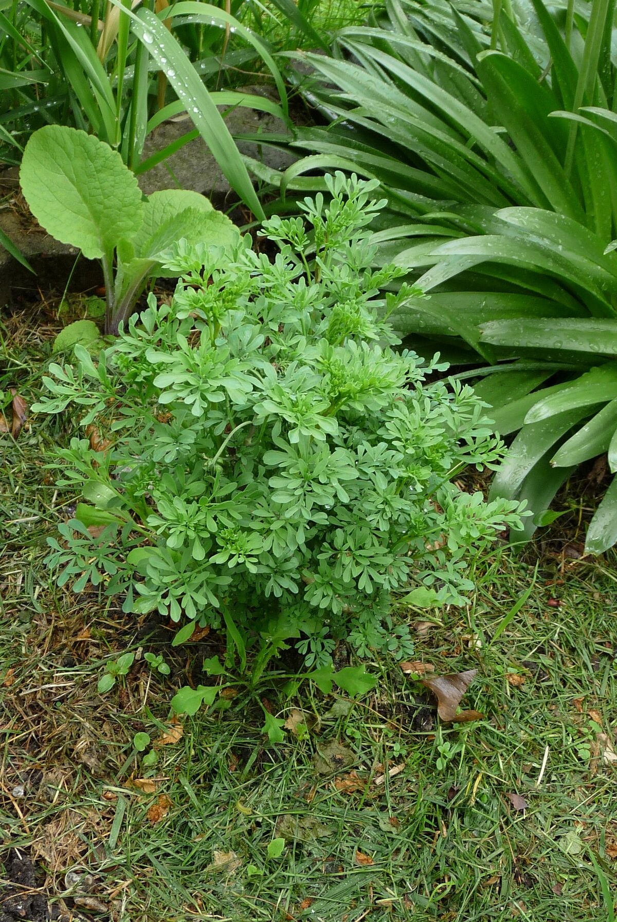 Weinraute – Gartenbuch