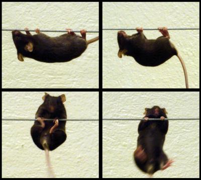 Mouse Muscular Dystrophy and Gene Editing - Genes and Development GN434