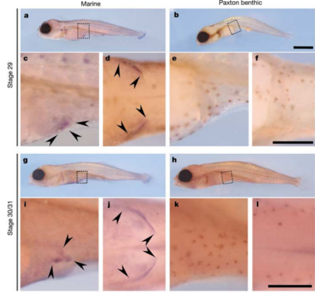 Role of PitX in evolution of body armor (pelvic spine) in threespine ...