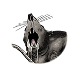 (R) Rat - JoJoSS Wiki
