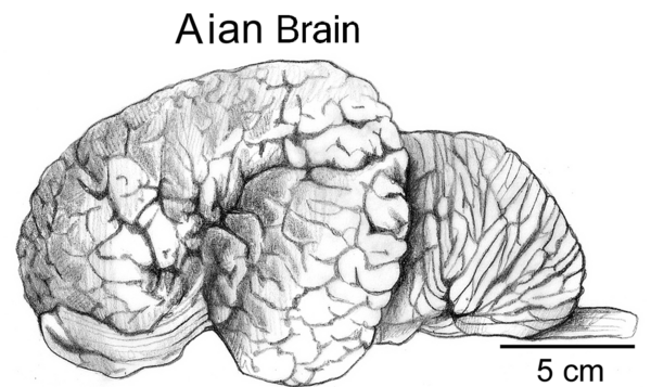 Aian - Multiverses