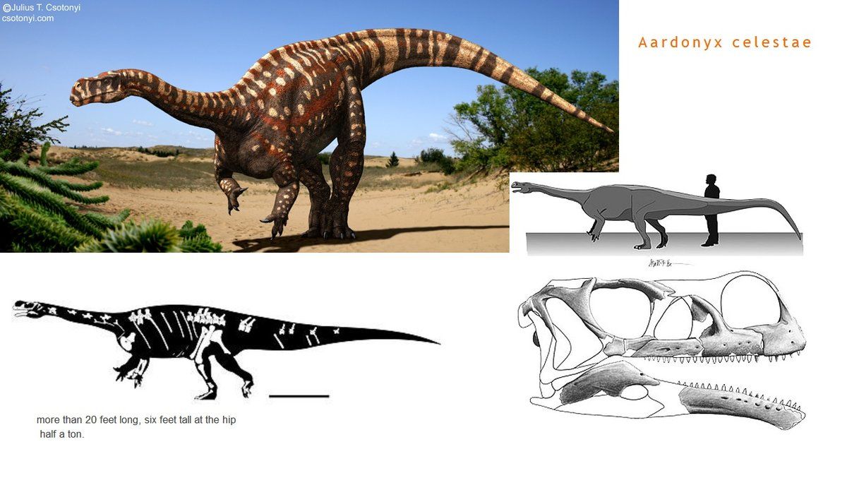 Aardonyx - Palaeopedia
