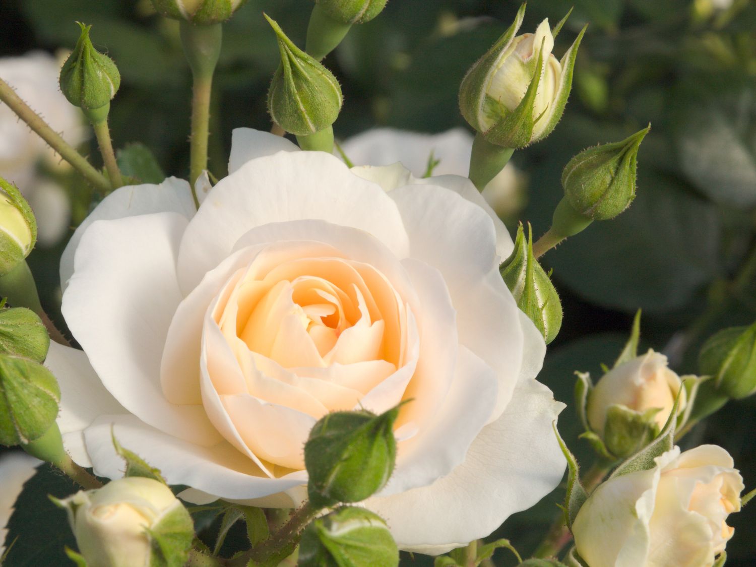 Datei:Martin Luther Rose, Horstmann.jpg – Rose-Biblio