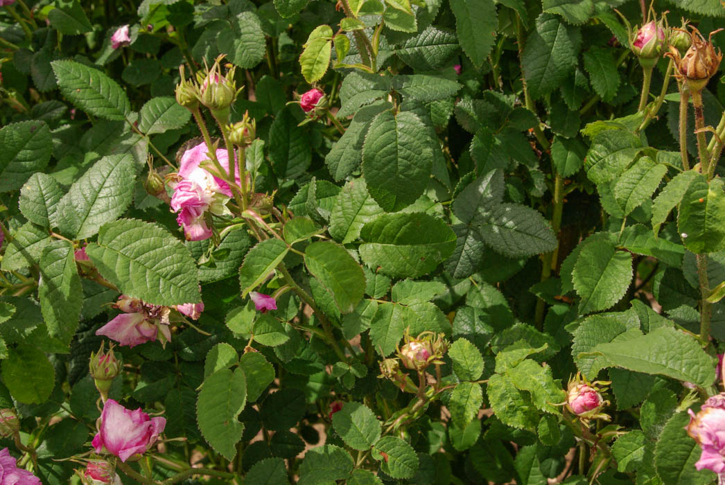 Hector – Rose-Biblio