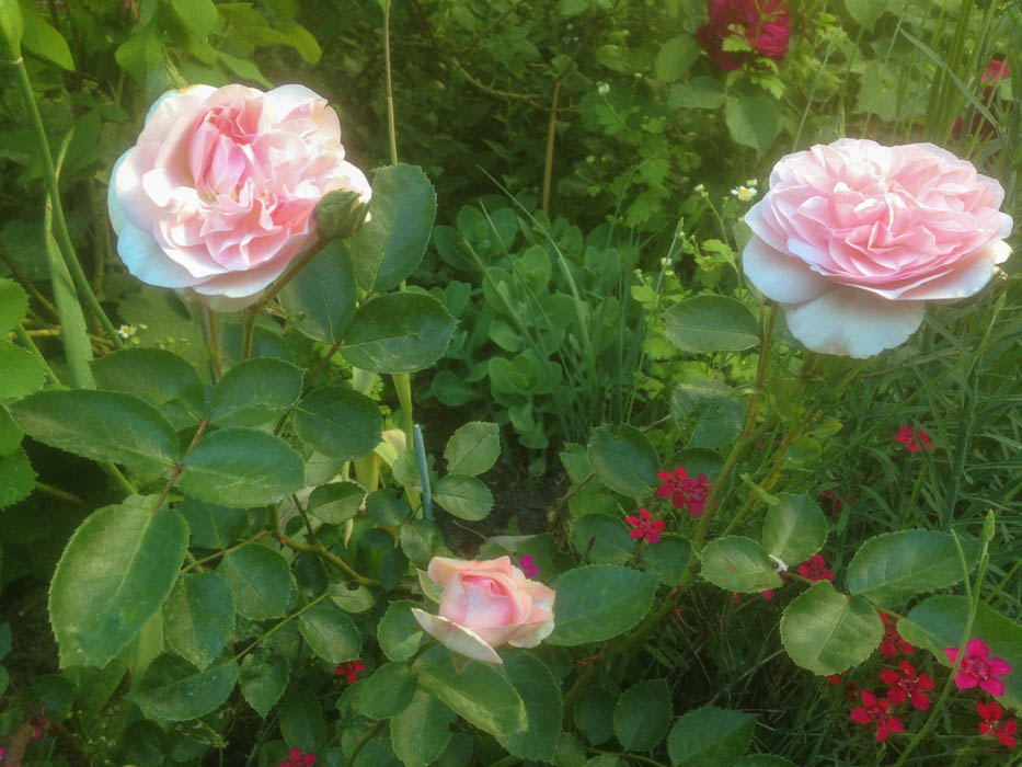 Strandperle – Rose-Biblio