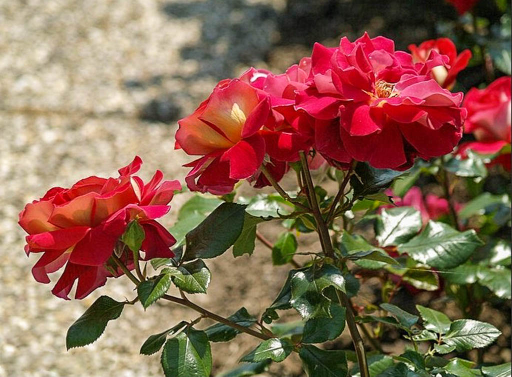 Datei:Yakimour, Brigitte Rieser-2-w.jpg – Rose-Biblio