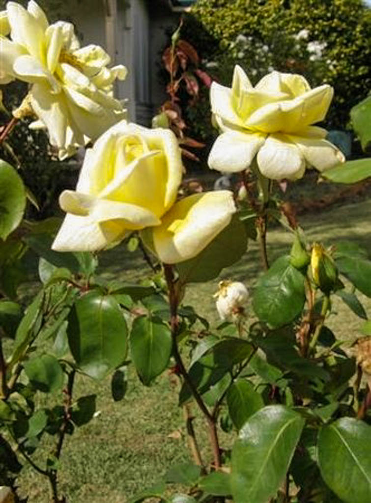 Datei:McGredy's Yellow, Margaret Furness-2-w.jpg – Rose-Biblio