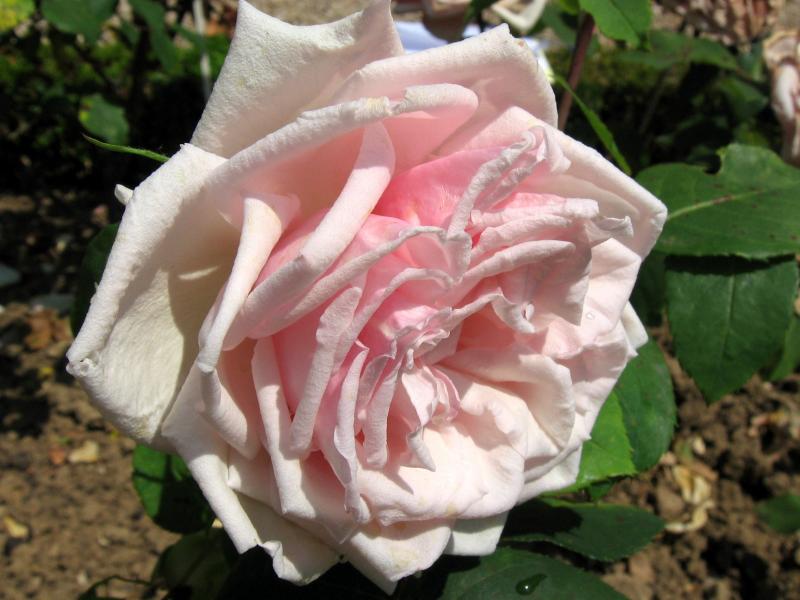 Duchess of Sutherland, Tee-Hybride – Rose-Biblio