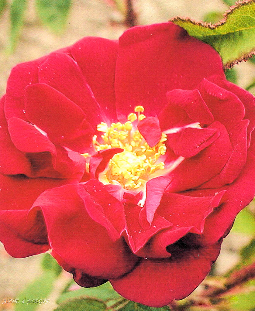 Anne d'Alègre – Rose-Biblio