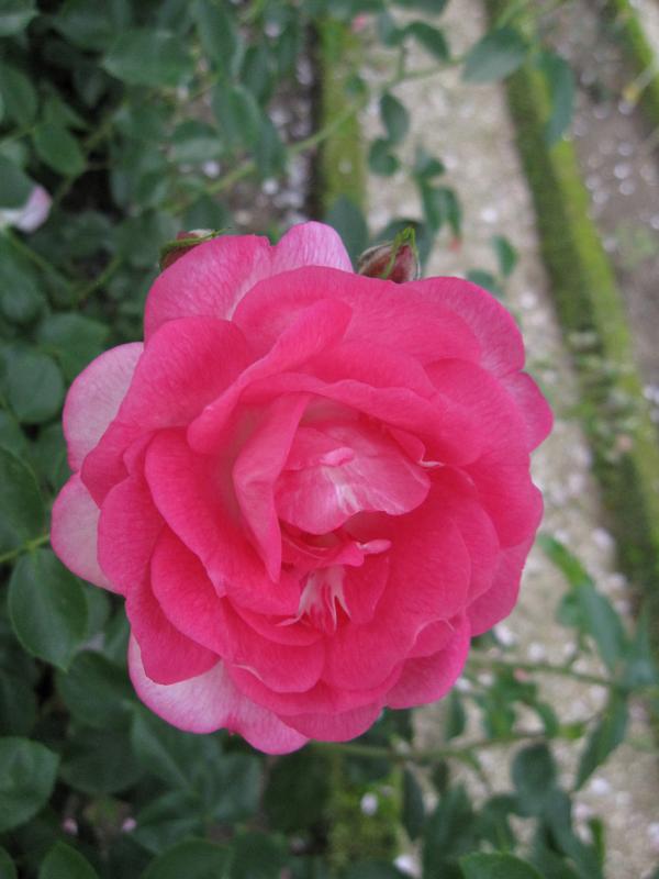 Ruby Queen – Rose-Biblio