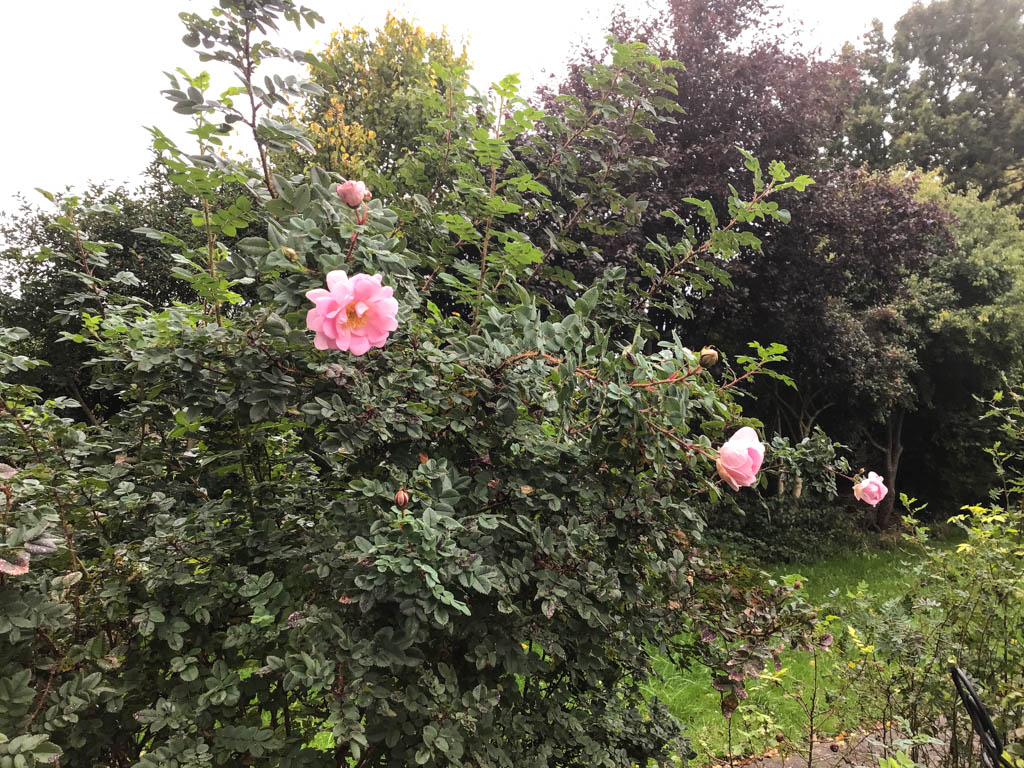 Schöne Friesin – Rose-Biblio