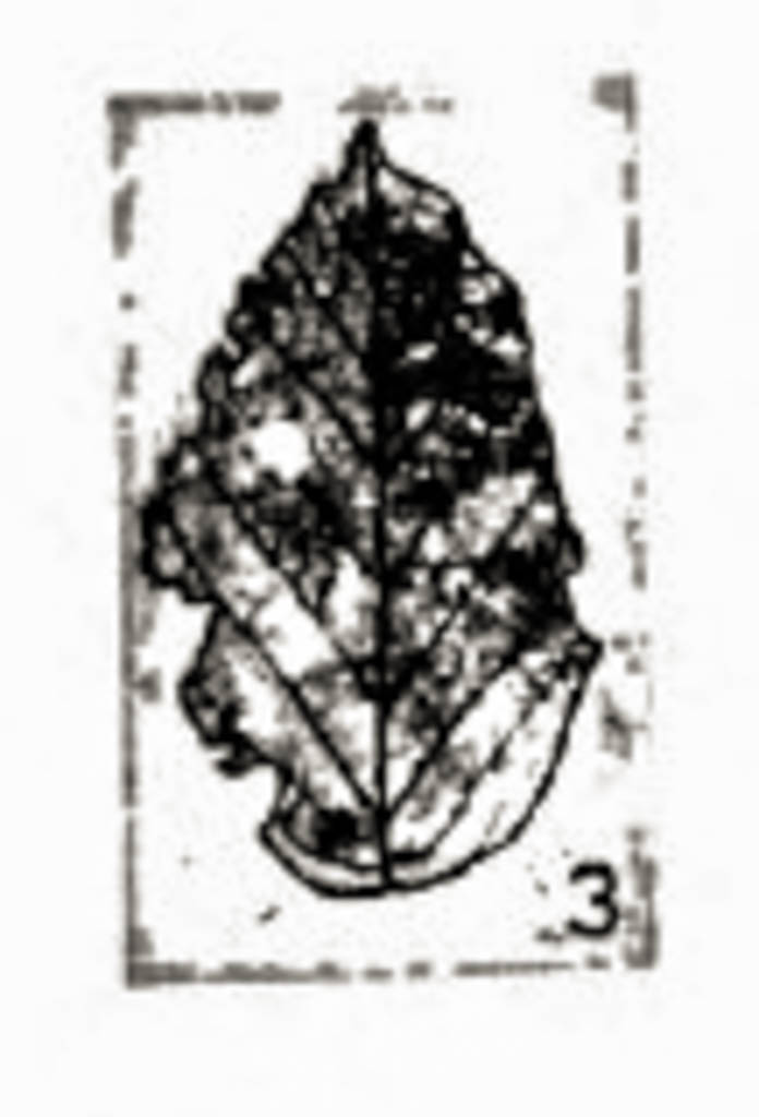 Rosa shanwangensis Hu & R.W.Chaney – Rose-Biblio