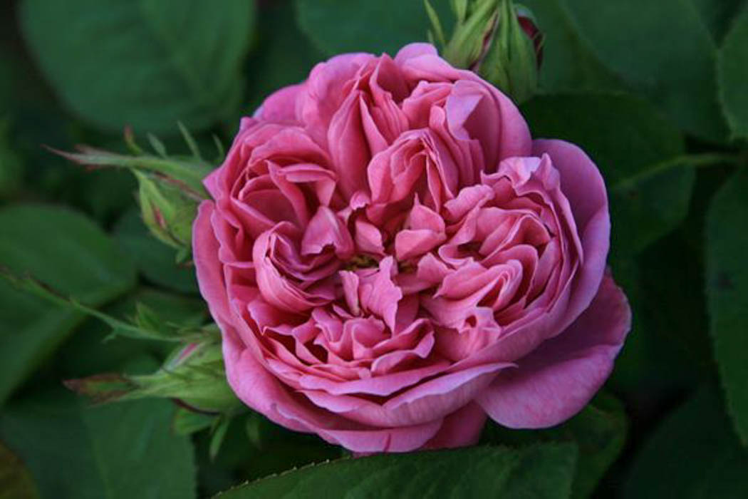 Rose de Alhambra – Rose-Biblio