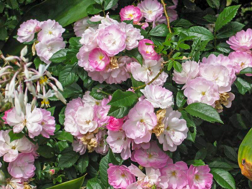 Datei:Beverley Anne, Ann Chapman - daughter-in-law-2-w.jpg – Rose-Biblio