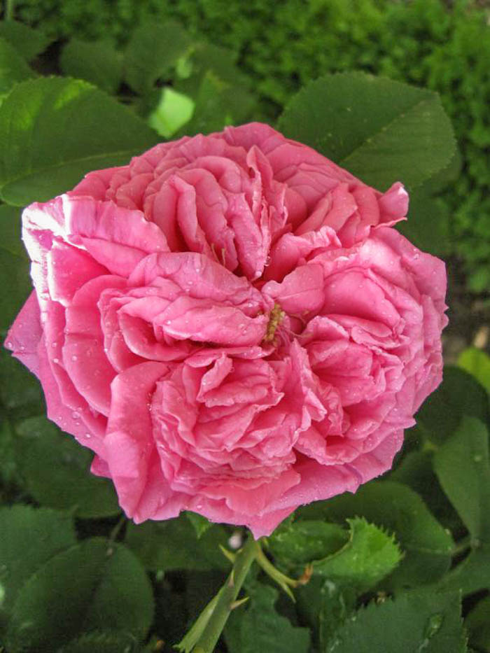 Datei:Paul Ricaulr, Stéphane Barth, L'Hay 4-w.jpg – Rose-Biblio