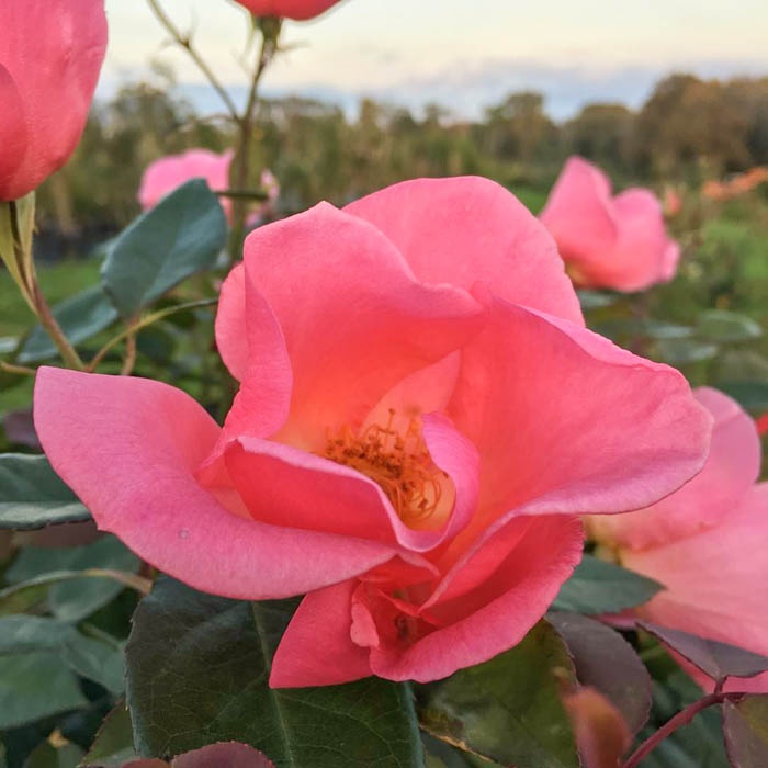 Adriana Zarri – Rose-Biblio