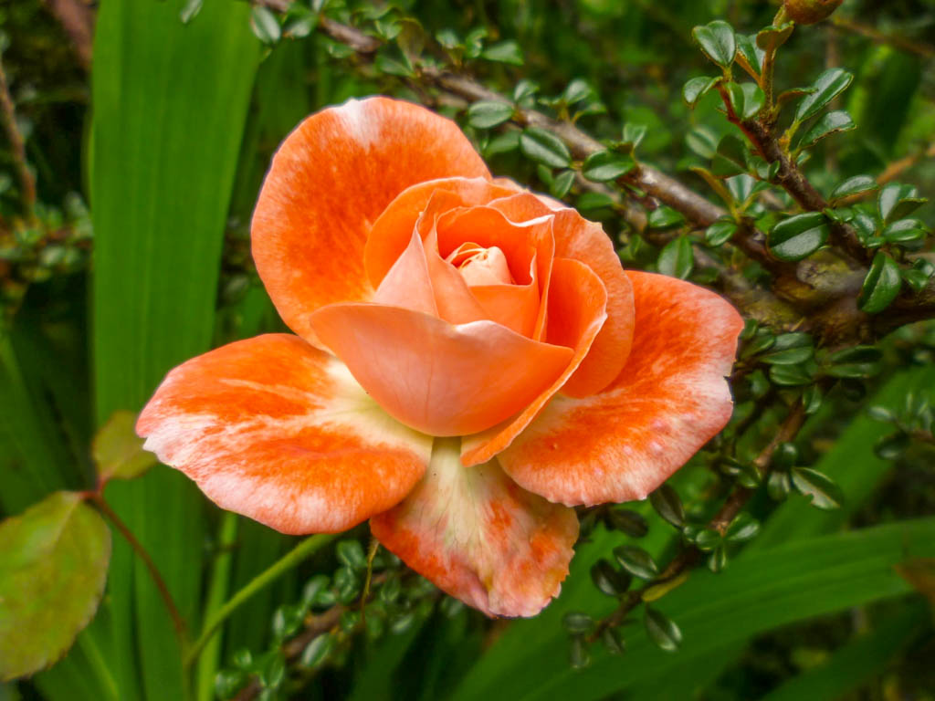 Pat Shanley – Rose-Biblio