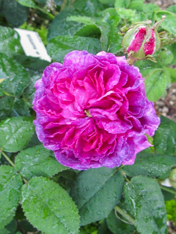 Datei:Boula de Nanteuil, Stéphane Barth, L'Hay 4-w.jpg – Rose-Biblio