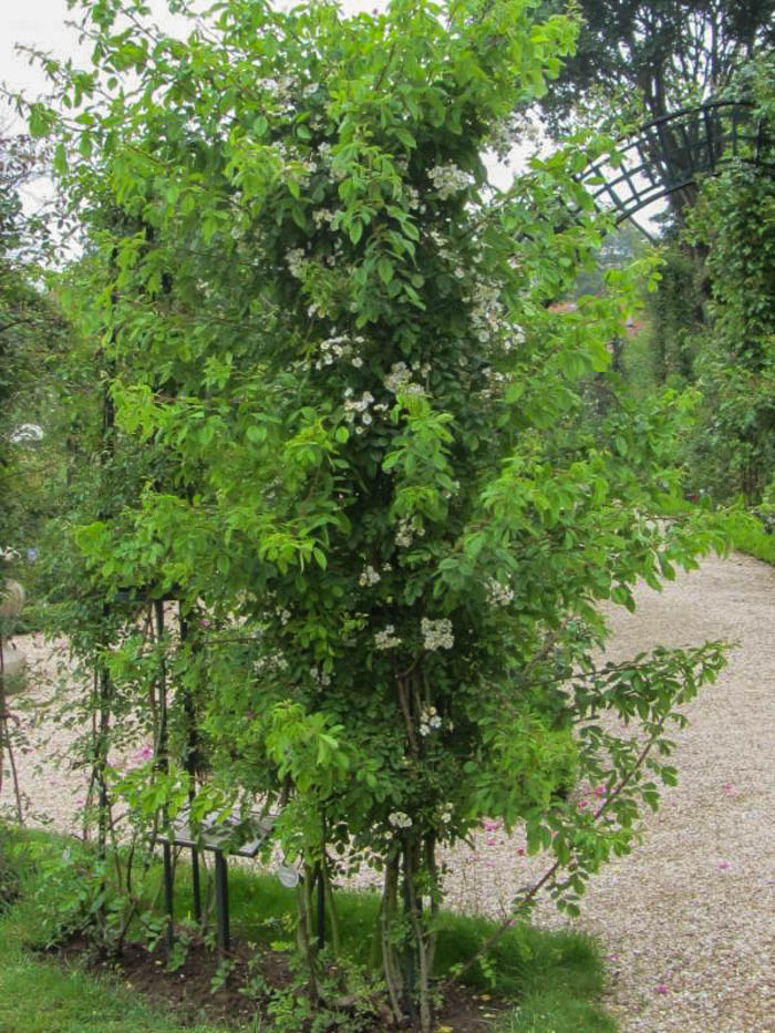 Datei:R.multiflora, Stéphane Barth, L'Hay 2-w.jpg – Rose-Biblio