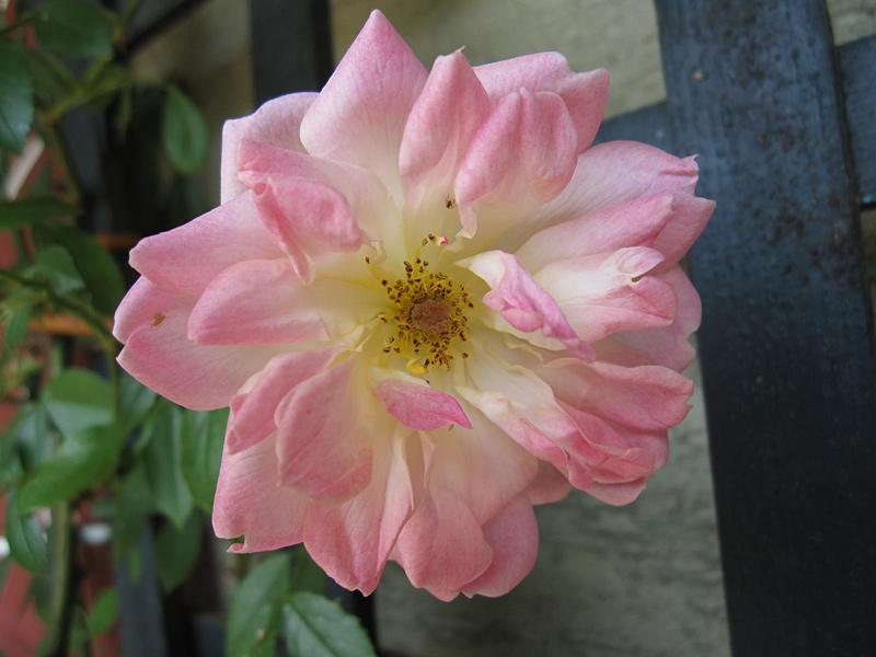 Phyllis Bide – Rose-Biblio