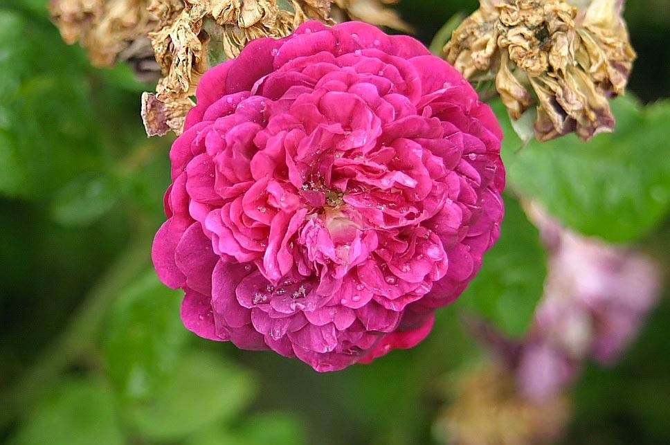 Hippolyte – Rose-Biblio