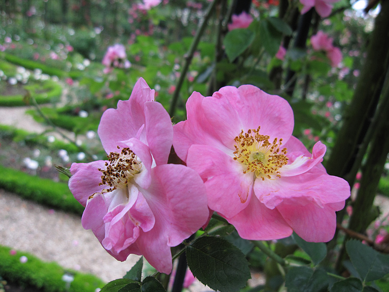 Amy Robsart – Rose-Biblio
