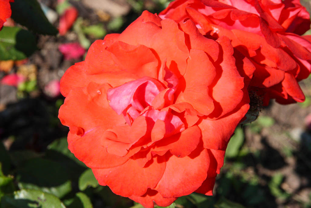 Datei:Diamant, Rosarium Wien Hirschstetten-2-w.jpg – Rose-Biblio