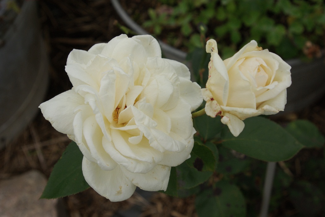 Alice Stern – Rose-Biblio