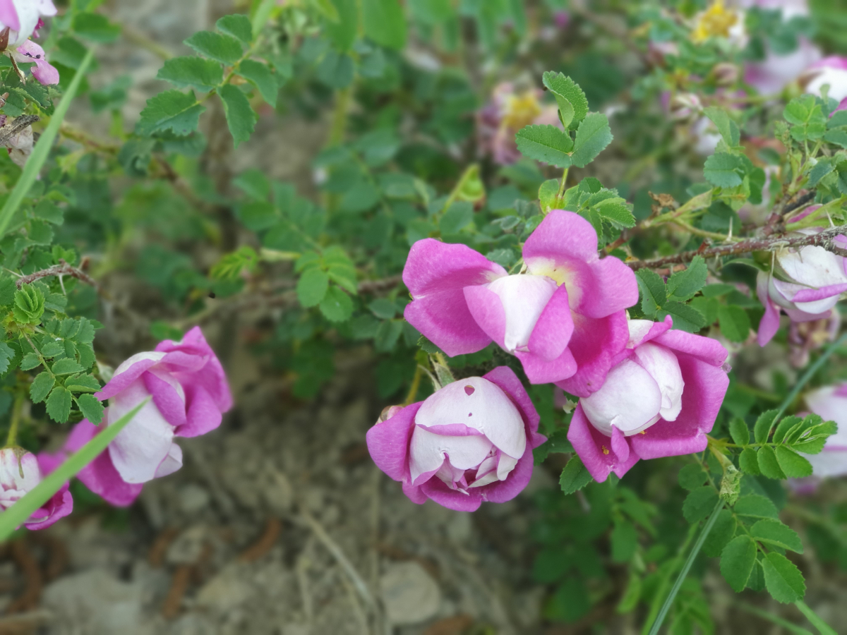 King of Scots – Rose-Biblio