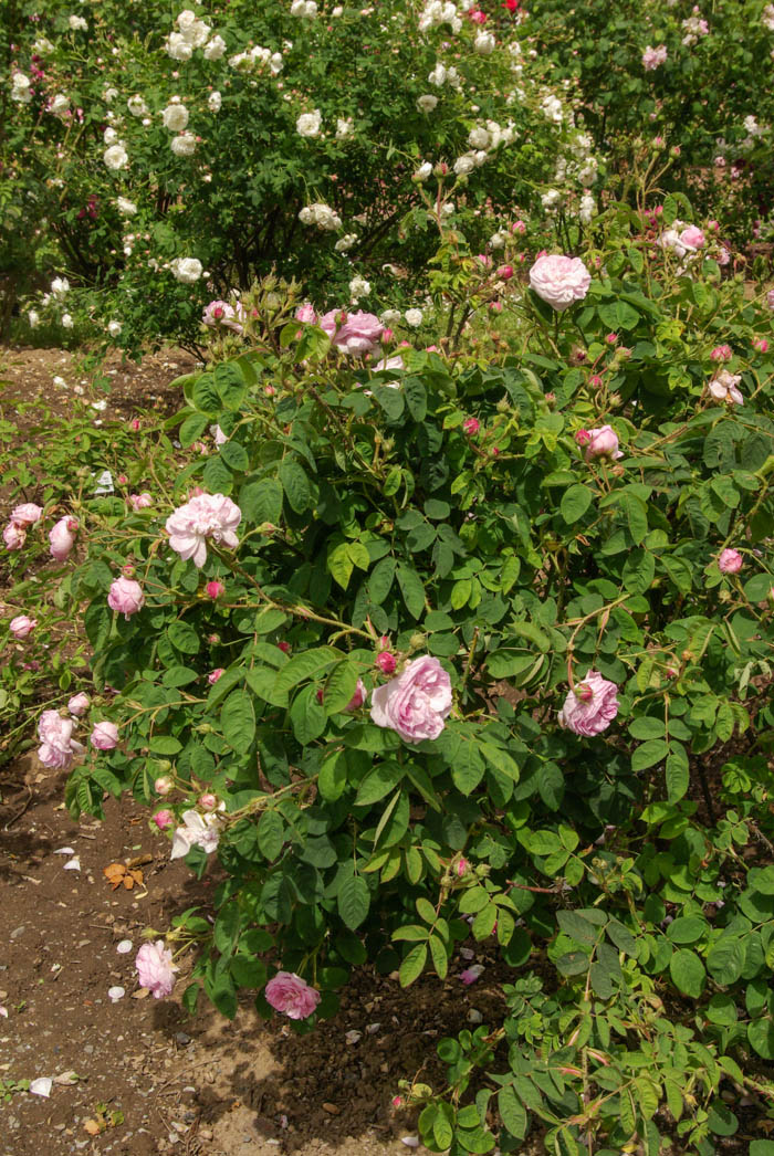 Datei:Regina, unbek. vor 1885, Cent. SGH (1)-1-w.jpg – Rose-Biblio