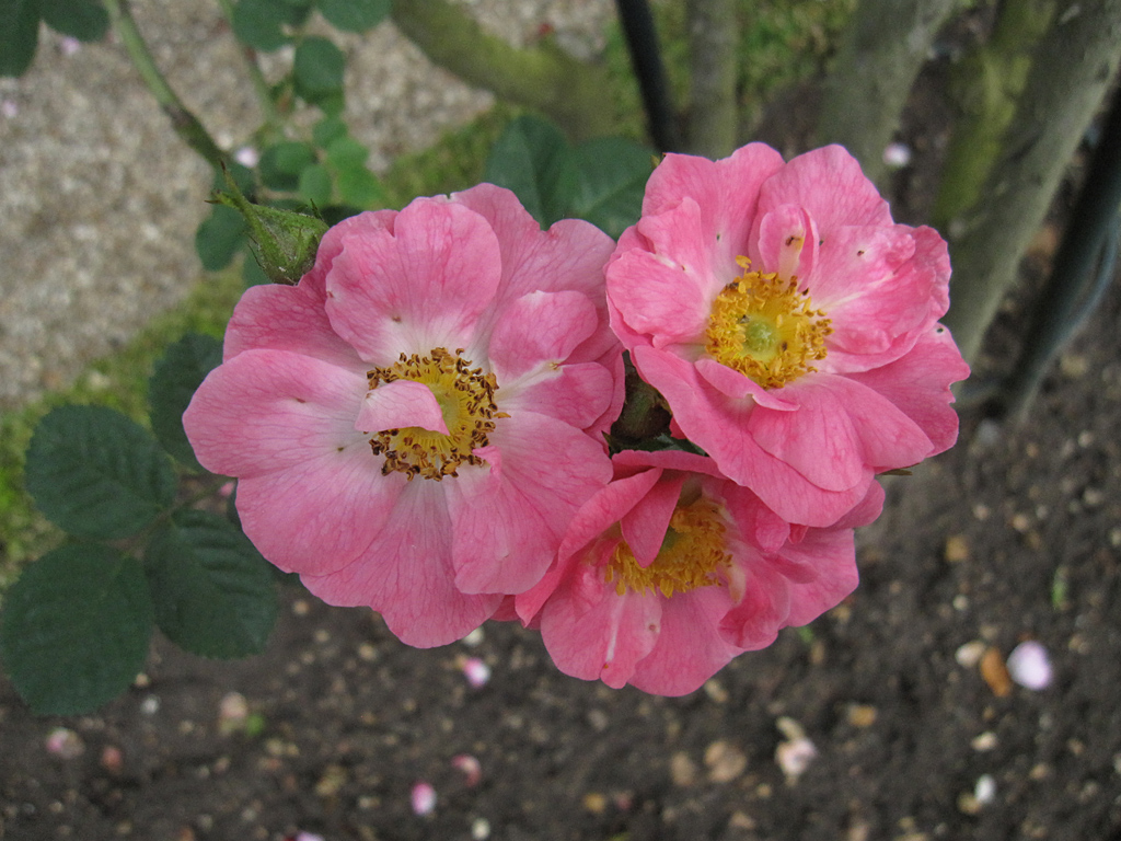 Amy Robsart – Rose-Biblio